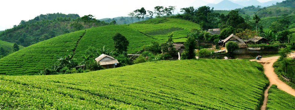 Hoang Anh Tea Ltd